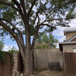 BLOSSOM TREES - 42 Photos & 37 Reviews - Albuquerque, New Mexico - Tree ...