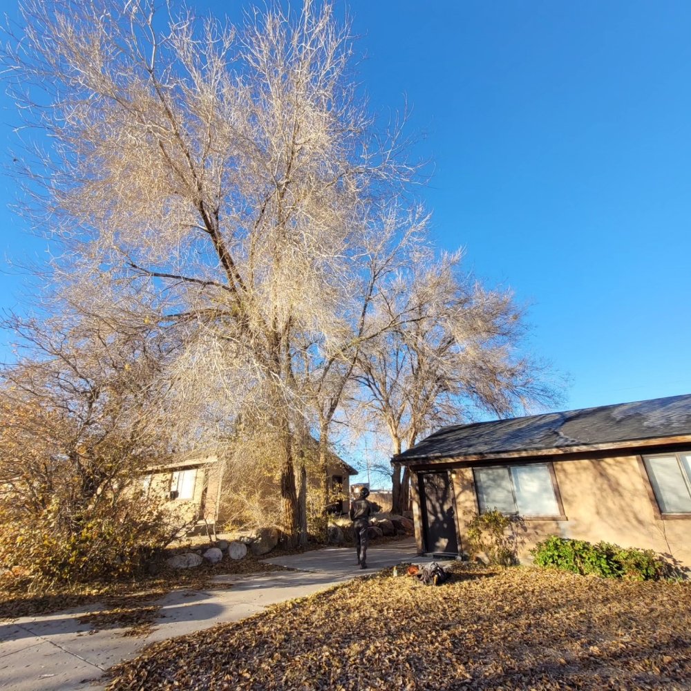 ALL AMERICAN TREE CARE - Updated July 2025 - Request a Quote - 18 ...