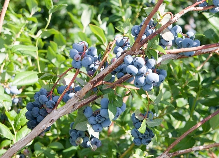 MONADNOCK BERRIES - 545 W Hill Rd, Troy, New Hampshire - Fruits ...