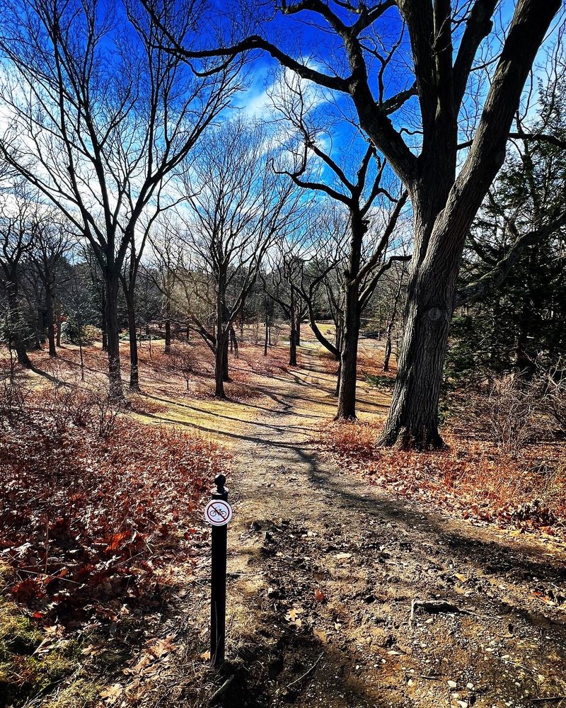ARNOLD ARBORETUM - Updated May 2024 - 597 Photos & 387 Reviews - 125 ...