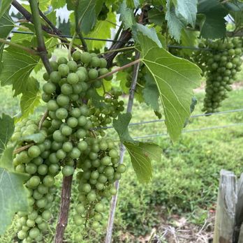 LITTLE RIDGE VINEYARDS - Updated October 2025 - 29 Photos & 13 Reviews ...