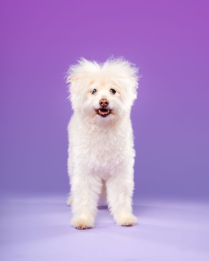 SARAH DEREMER DOGTOGRAPHER - Updated October 2025 - 149 Photos & 20 ...