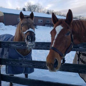 STONE HORSE FARM - 40 Photos - 38 S Quaker Ln, Hyde Park, New York ...