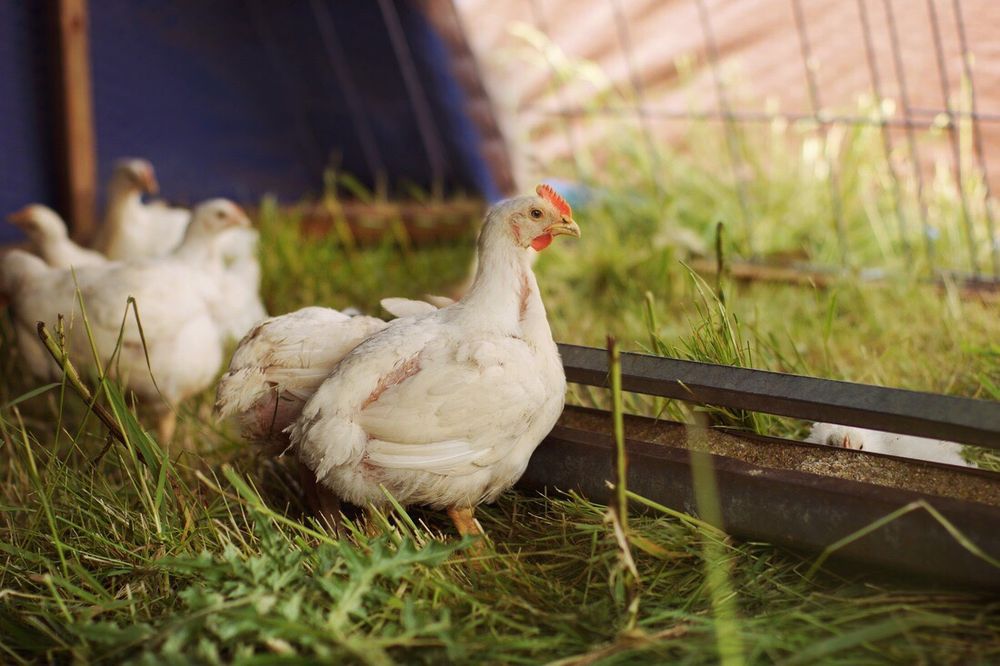 BOTANY BAY FARM - Updated October 2025 - 13513 NE 132nd Ave, Brush ...