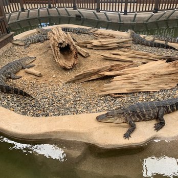 GATOR CHATEAU - Updated January 2026 - 166 Photos & 53 Reviews - 100 ...