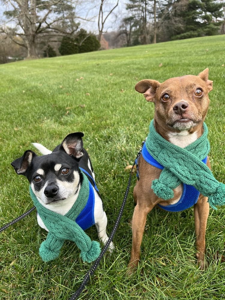 ARDMORE ANIMAL HOSPITAL - Updated January 2026 - 11 Photos & 83 Reviews ...