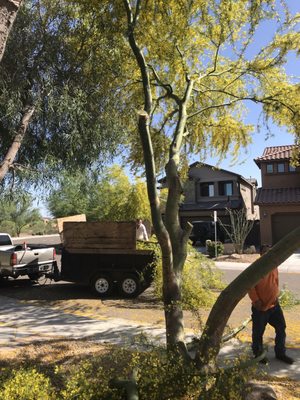 SAM THE TREE GUY - Updated September 2025 - 24 Photos & 21 Reviews ...