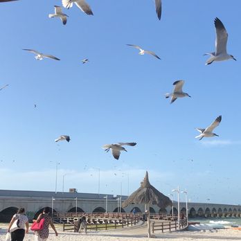 ELADIO’S BAR PROGRESO - Updated January 2025 - 80 Photos & 49 Reviews ...