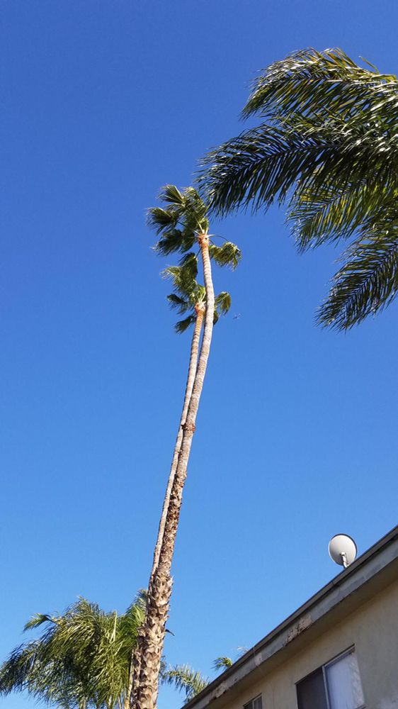 JOSE LUNA TREE SERVICE - Updated September 2025 - Los Angeles ...