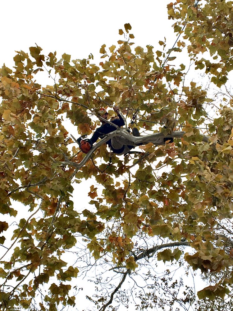 ROYAL TREE CARE - Updated December 2025 - 46 Photos - Royal, Arkansas ...