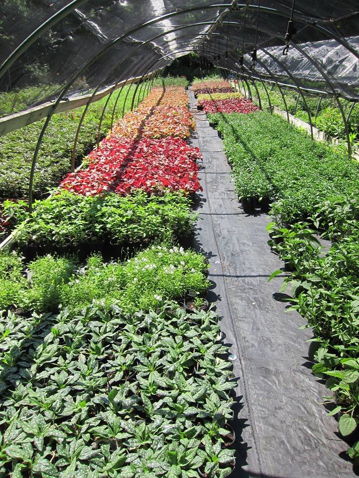 TWIN ORCHARDS NURSERY - Updated October 2025 - 27225 Smithtown Rd ...