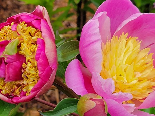 ADELMAN PEONY GARDENS - Updated May 2024 - 294 Photos & 32 Reviews ...