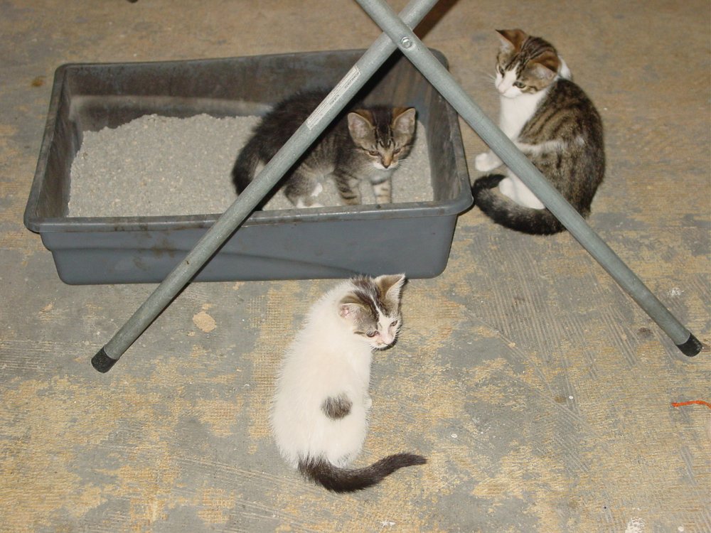 KANSAS HUMANE SOCIETY - Updated January 2026 - 11 Photos & 25 Reviews ...