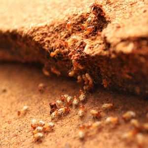 THE TERMITE GUYS - Updated July 2024 - 43 Reviews - 11785 SW 187th St ...