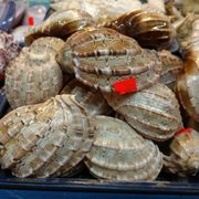 CALIFORNIA SEASHELL COMPANY - 75 Photos & 84 Reviews - 125 Main St ...