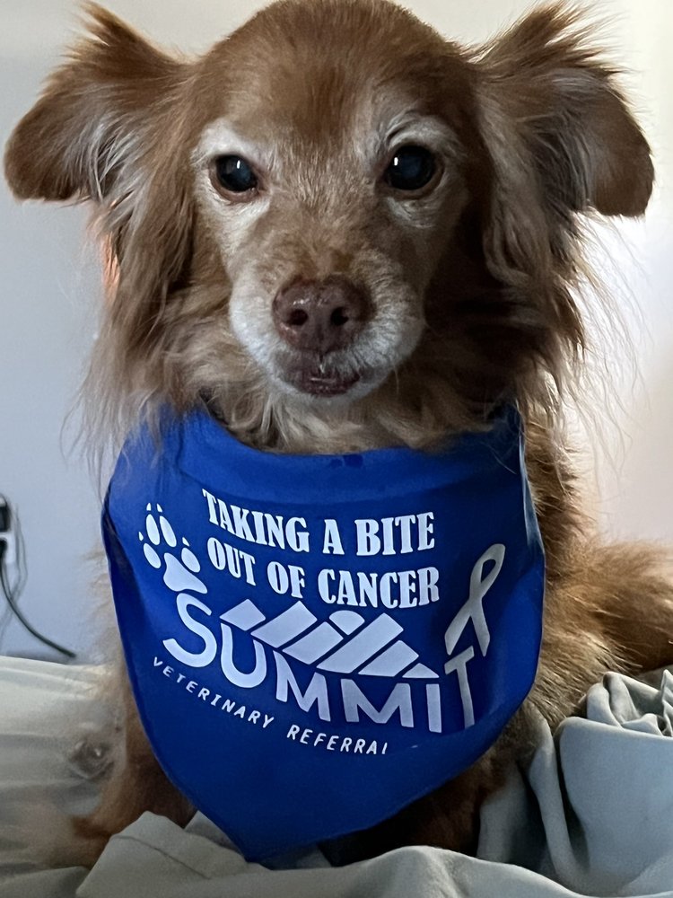 SUMMIT VETERINARY REFERRAL CENTER - Updated July 2024 - 43 Photos & 263 ...