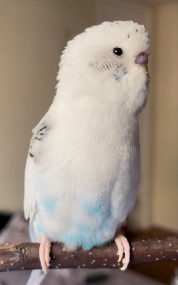 FINE FEATHERED FRIENDS FOUNDATION - Updated December 2025 - 45 Photos ...