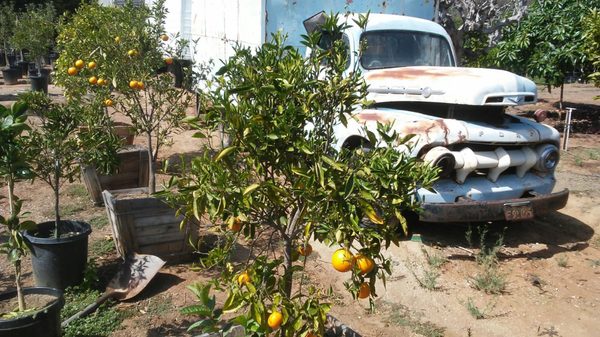 CLAUSEN NURSERY - Updated April 2024 - 94 Photos & 79 Reviews - 3132 ...