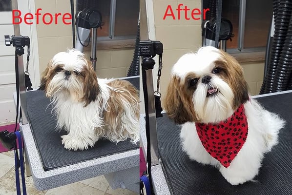 MUTT CUTS - Updated November 2025 - 25 Photos - 11663 Williston Rd ...