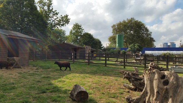 STEPNEY CITY FARM - Updated May 2024 - 28 Photos - Stepney Way, London ...