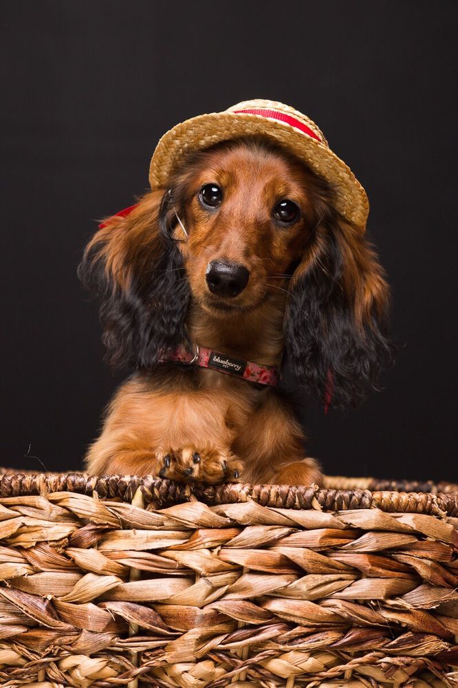 HAWAII PET PORTRAITS - Updated November 2024 - 521 Ala Moana Blvd ...