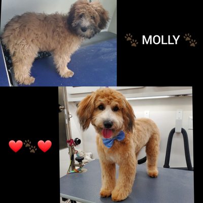 RUFF 2 FLUFF MOBILE PET GROOMING - Updated November 2025 - 12 Photos ...