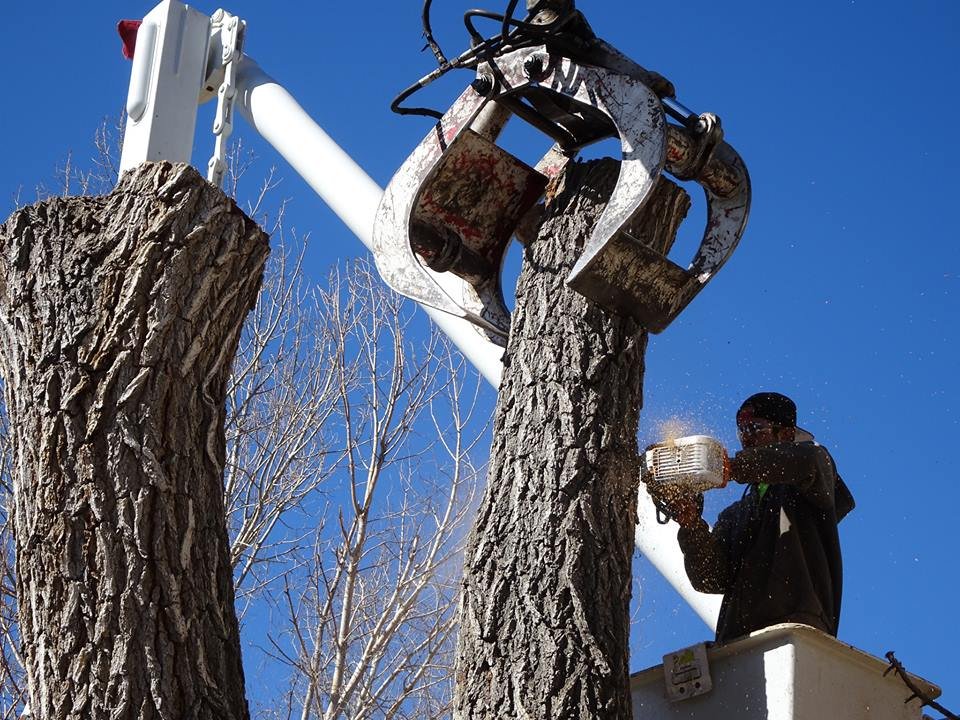 MATT’S MAINTENANCE TREE SERVICE - Updated August 2025 - 28 Photos & 20 ...