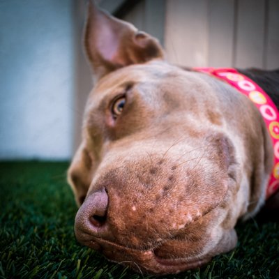 AMA ANIMAL RESCUE - Updated December 2025 - 251 Photos & 52 Reviews ...