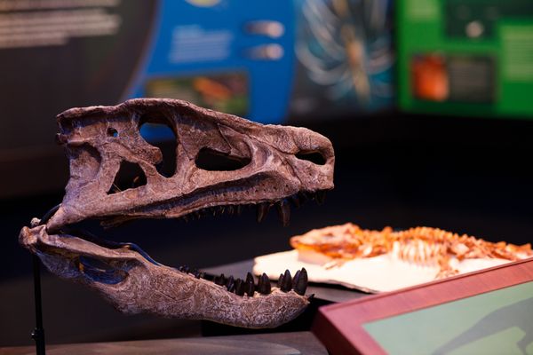 TEXAS SCIENCE & NATURAL HISTORY MUSEUM - Updated October 2025 - 174 ...