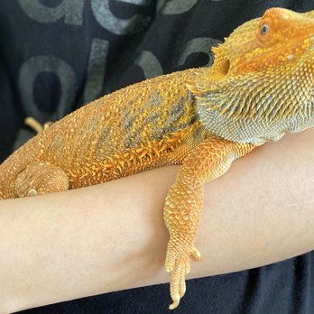 ARIZONA REPTILE CENTER - Updated October 2025 - 33 Photos & 84 Reviews ...