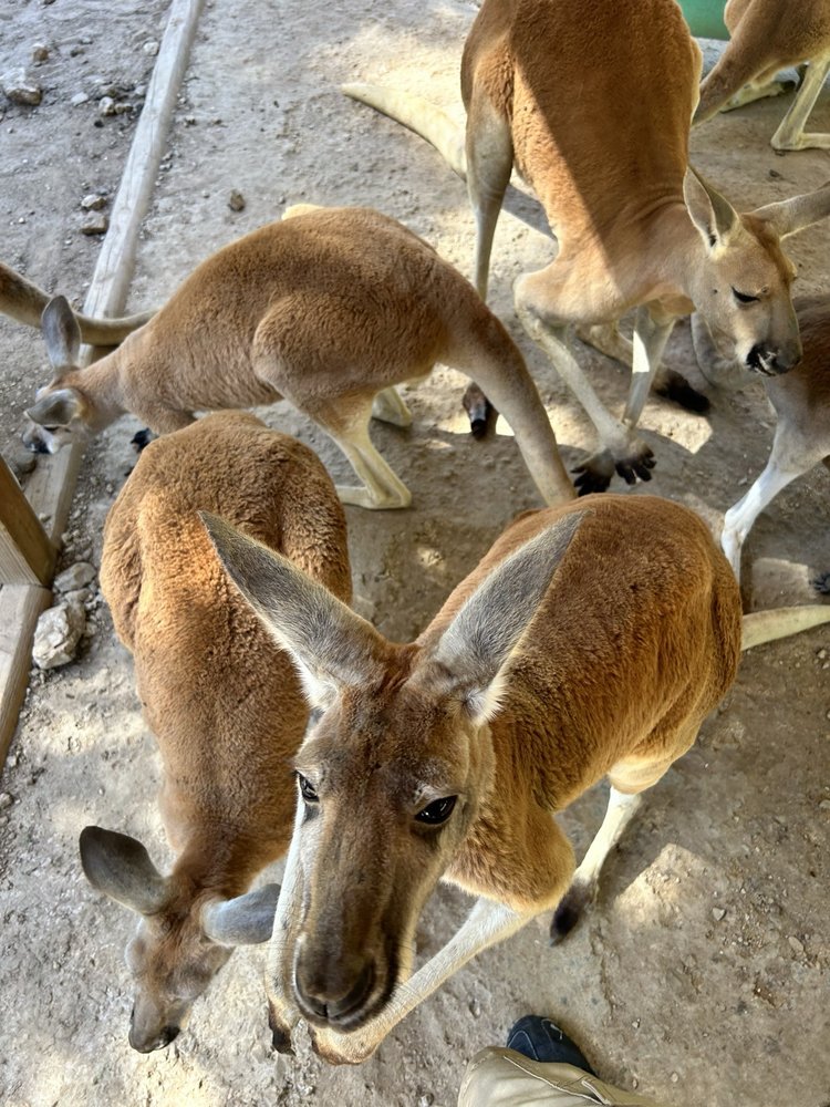 MISSOURI DOWN UNDER ADVENTURE ZOO - Updated July 2024 - 19 Photos ...