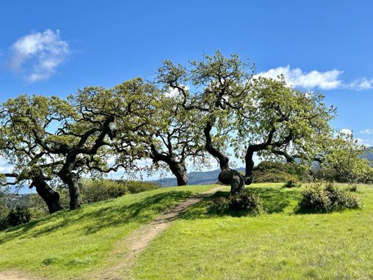 MT. BURDELL OPEN SPACE PRESERVE - Updated January 2026 - 167 Photos ...