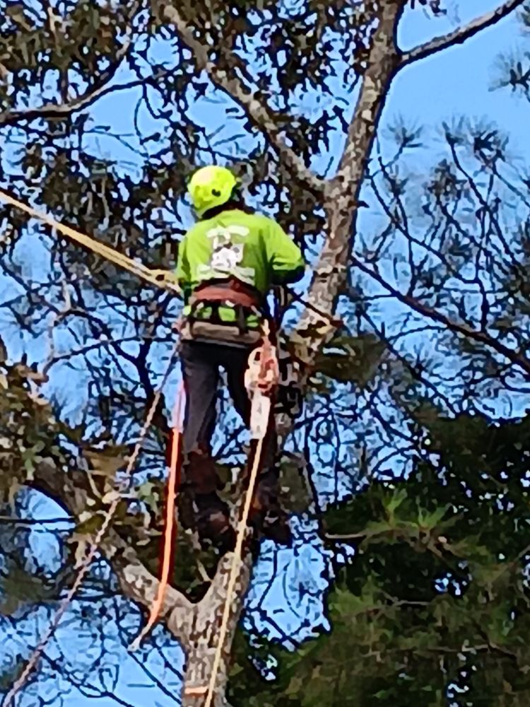 COWBOY TREE CARE - 107 Spring Dr, Roswell, Georgia - Tree Services ...