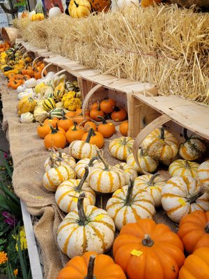 CONFREDA GREENHOUSES & FARMS - Updated November 2024 - 122 Photos & 53 ...