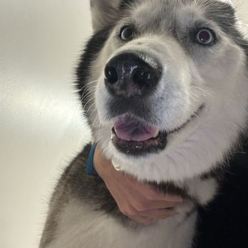 RED RIVER ANIMAL EMERGENCY HOSPITAL AND REFERRAL CENTER - Updated ...