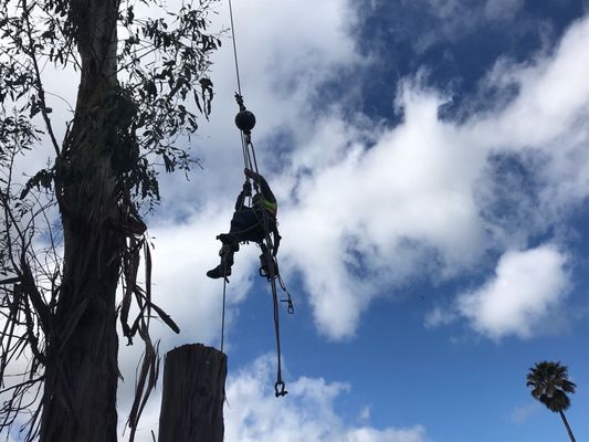 LEWIS TREE SERVICE - Updated September 2025 - 78 Photos & 61 Reviews ...