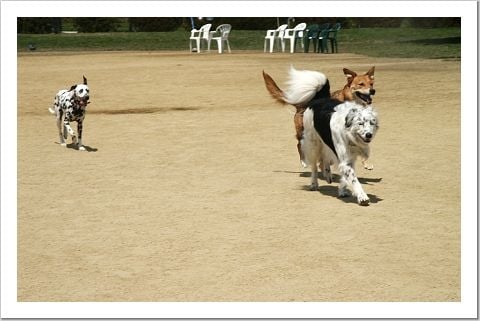 SHORE DOGS PARK - Updated September 2024 - 42 Photos & 54 Reviews ...