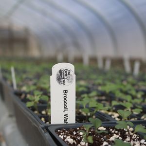 BOYD MOUNTAIN CHRISTMAS TREE FARM - Updated December 2025 - 21 Photos ...