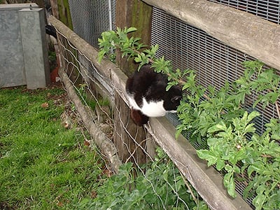 NEWHAM CITY FARM - Updated April 2025 - 11 Photos - Stansfeld Road ...