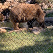 TIGER WORLD - 315 Photos & 92 Reviews - 4400 Cook Rd, Rockwell, NC - Yelp