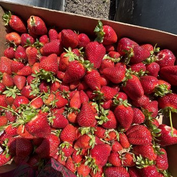 SWANTON BERRY FARM - Updated June 2024 - 1095 Photos & 515 Reviews - 25 ...