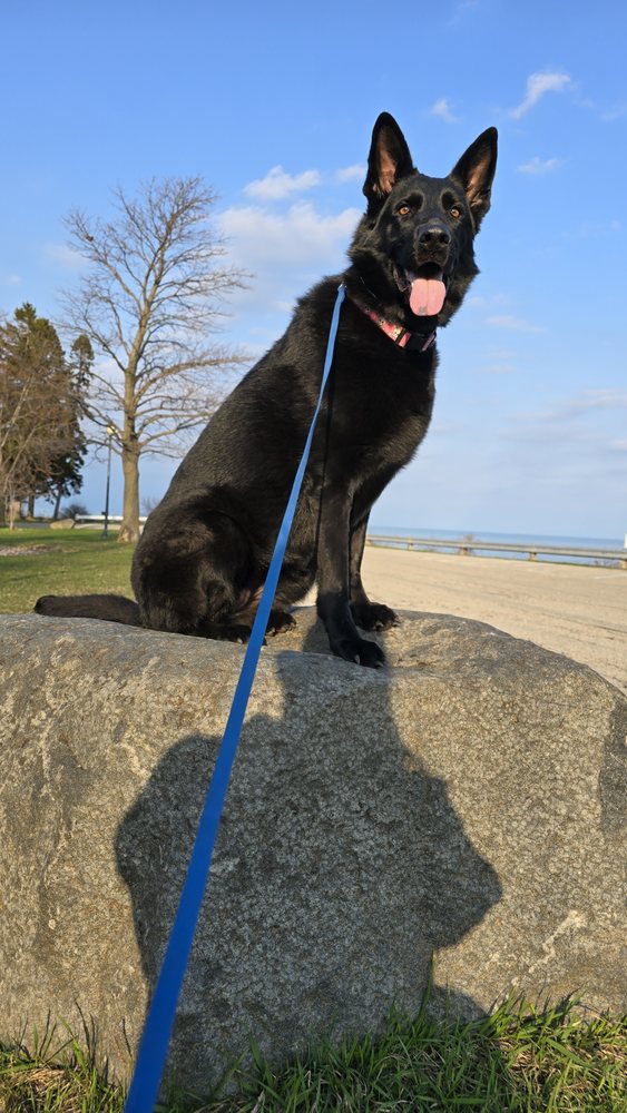 PAWS FOR APPLAUSE - Updated September 2025 - Request Consultation - 619 ...