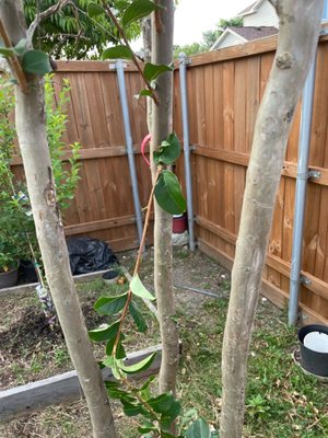 FANNIN TREE FARM - Updated July 2025 - 44 Photos & 67 Reviews - 15700 ...