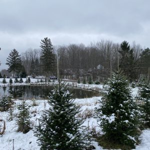 WINTERGREEN TREE FARM - Updated May 2025 - 12 Photos - 3898 Winchell Rd ...