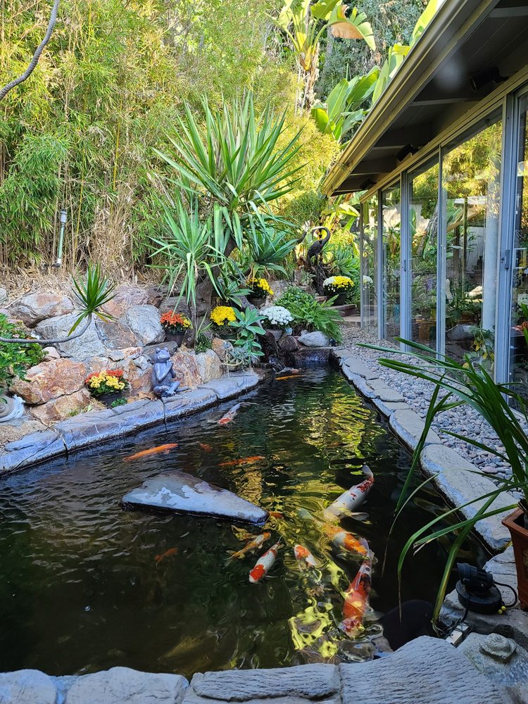 SOUTHERN CALIFORNIA KOI RESCUE - Updated November 2024 - 28 Photos & 33 ...