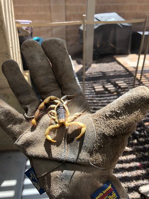 URBAN DESERT PEST CONTROL - Updated June 2026 - 613 Photos & 1109 ...