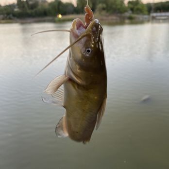 LINDO LAKE COUNTY PARK - Updated July 2025 - 283 Photos & 44 Reviews ...