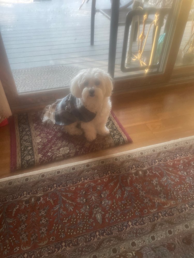 PAWSITIVELY PETASTIC - Updated March 2025 - 100 Photos & 21 Reviews ...