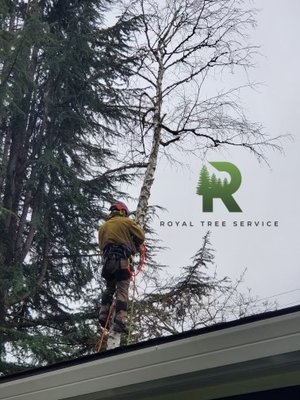 ROYAL TREE SERVICE - Updated July 2025 - 5211 Countryside St NE, Salem ...