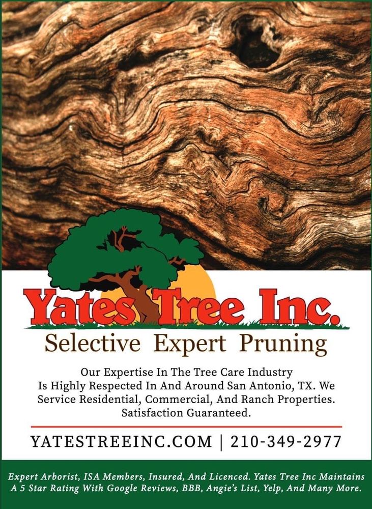 YATES TREE - Updated August 2025 - 30 Photos - San Antonio, Texas ...